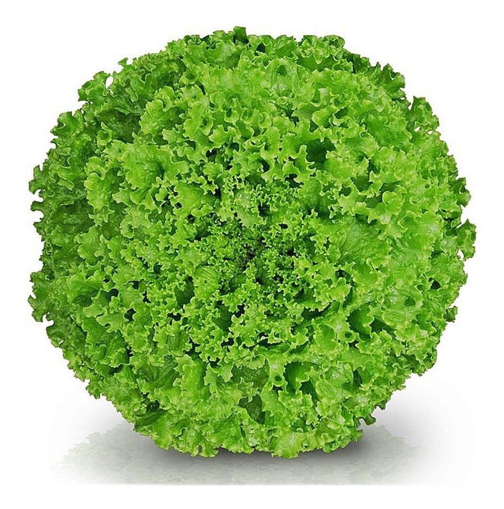 Alface Crespa Agroecológica – EMS – Armazém do Campo Maringá